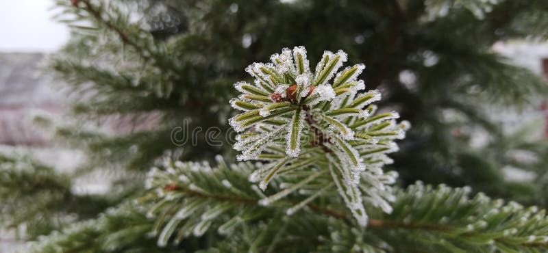 Beautiful Frozen Pine Tree Branch Stock Photo - Image of close, macro ...