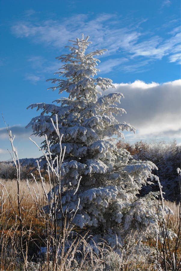 Beautiful Frozen Tree in the Autumn Stock Photo - Image of foliage ...