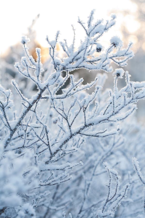 Bush with Red Berries in the Ice Stock Photo - Image of frosting ...