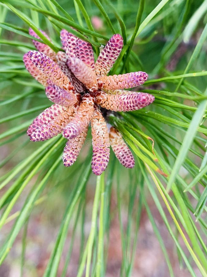 The Beautiful Fruit of the Pine Tree Purple Cones Stock Photo - Image ...