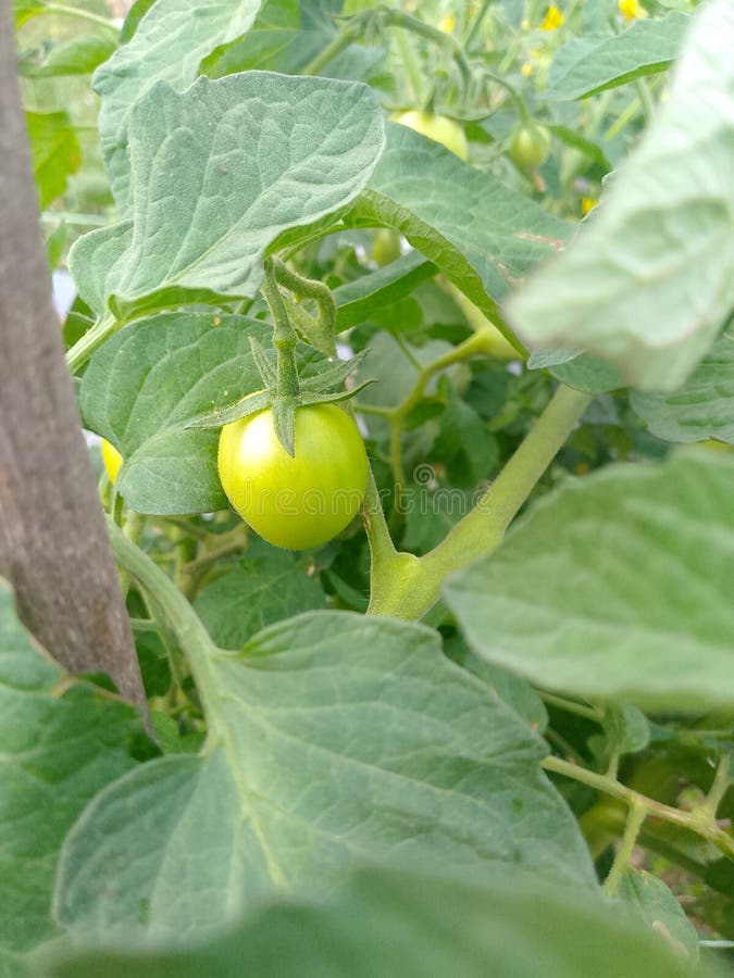 Beautiful Fruit and Tomato Trees Stock Photo - Image of fruit, small ...