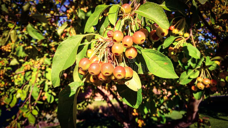 Beautiful Fruits in a the Tree in Autumn Stock Image - Image of breeze ...