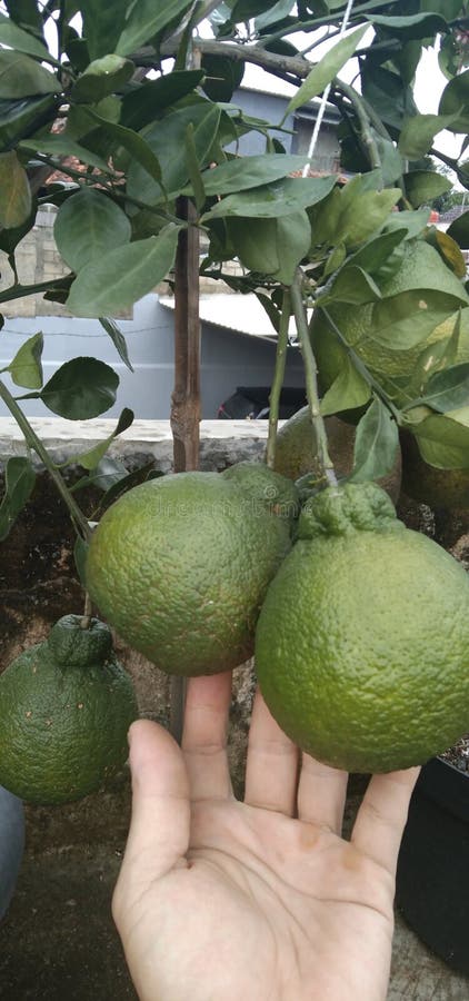 Beautiful Dekopon Stock Photos - Free & Royalty-Free Stock Photos from ...