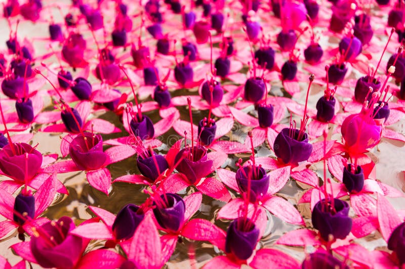 Fuchsia flower stock photo. Image of fuchia, natural - 29966296