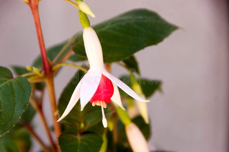 Beautiful fuchsia flower stock photo. Image of nature - 92985982