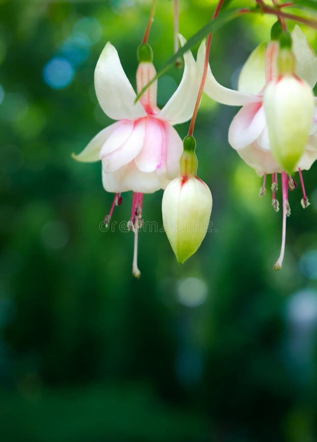 Beautiful fuchsia flowers stock photo. Image of green - 178773336