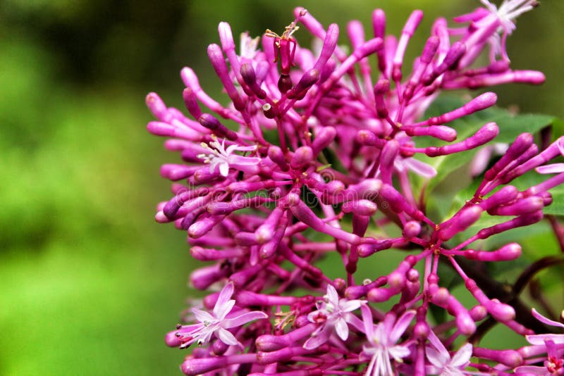 Beautiful Fuchsia Paniculata Flower in the Garden Stock Photo - Image ...