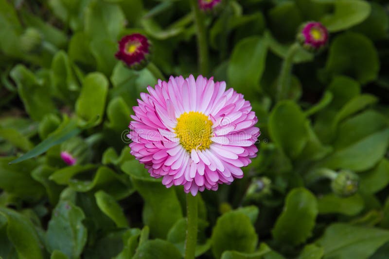 Beautiful Full-blown Flower Daisy Stock Photo - Image of blurred ...