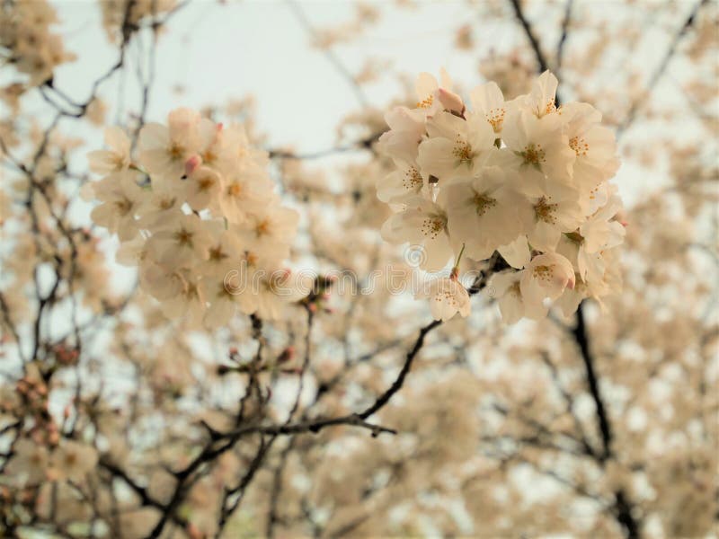 Beautiful Full Cherry Blossom Sakura White Cherry Tree Flowers in ...
