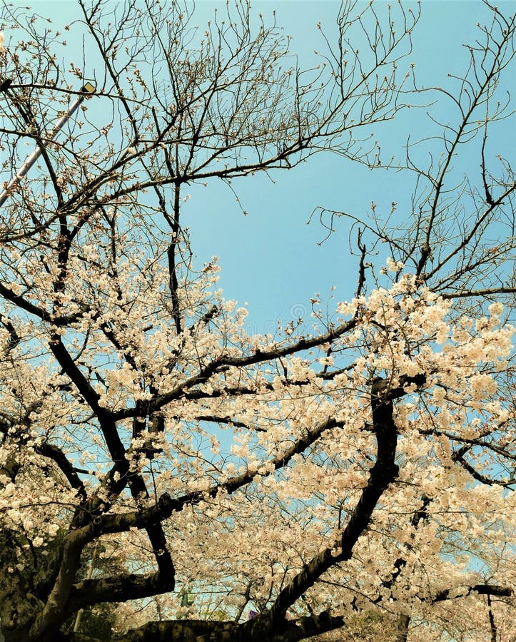 Beautiful Full Cherry Blossom Sakura White Cherry Tree Flowers in ...