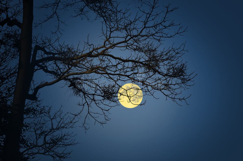 Beautiful Full Moon with Bare Tree Stock Image - Image of astronomical ...