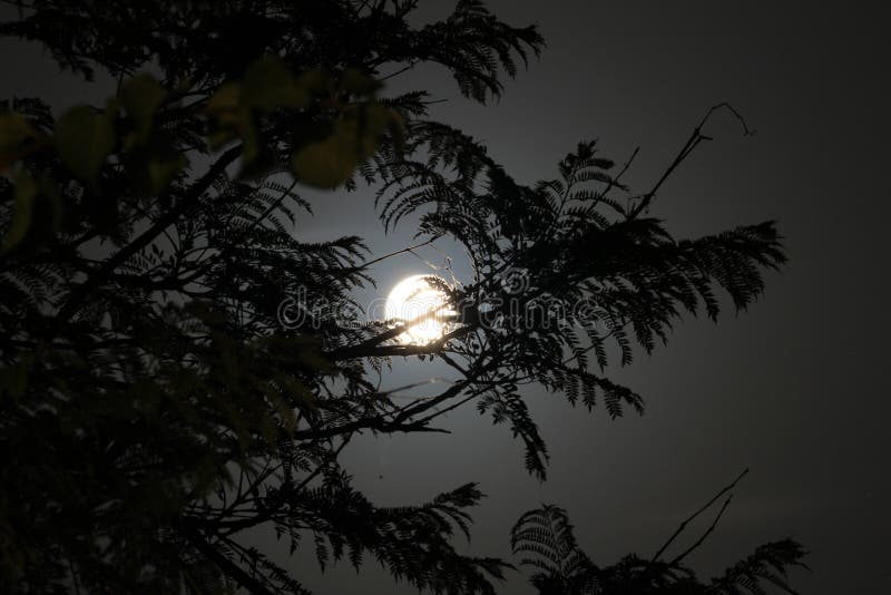 Beautiful Full Moon Behind Branches of a Tree Stock Photo - Image of ...