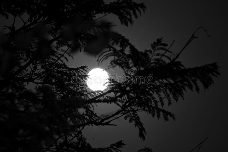 Beautiful Full Moon Behind Branches of a Tree Stock Photo - Image of ...