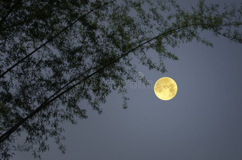 Bamboo Trees and Beautiful Full Moon Stock Photo - Image of isolated ...