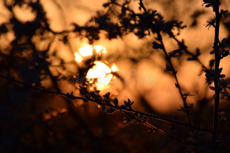 Beautiful Full Moon View through the Spring Blossoms Stock Photo ...