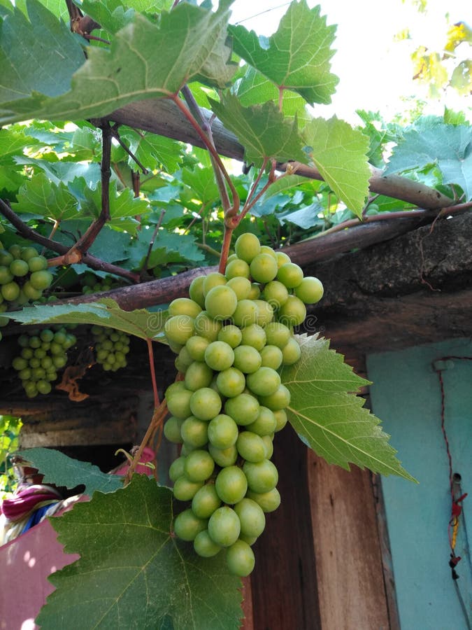 Beautiful Full Naural Image Stock Photos - Free & Royalty-Free Stock ...