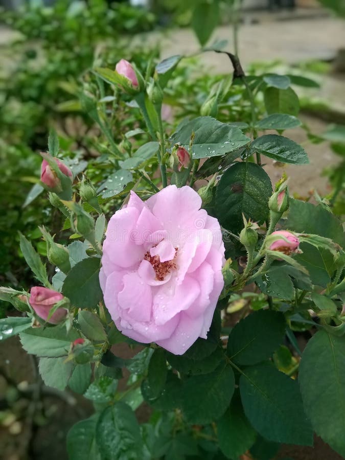 Beautiful full roses stock photo. Image of bouquet, garden - 298952474