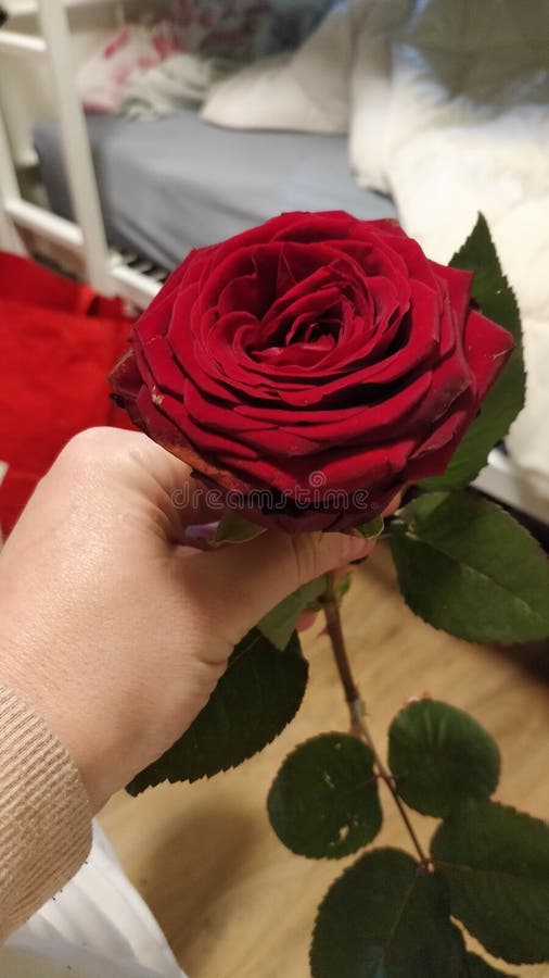 Rosr Stock Photos - Free & Royalty-Free Stock Photos from Dreamstime