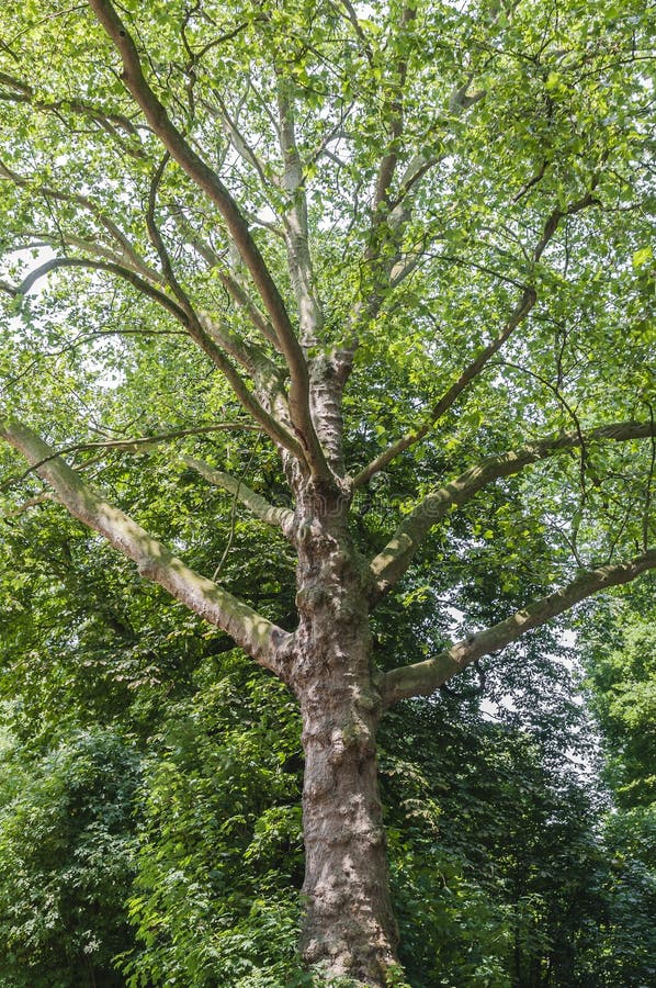 Full-tree harvesting stock image. Image of disaster, zola - 8710301