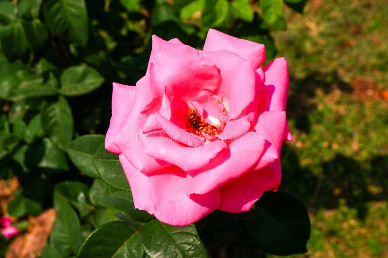 Fully Bloomed Pink Rose in the Garden Stock Illustration - Illustration ...