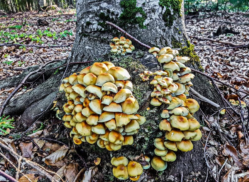 Freom Nature Stock Photos - Free & Royalty-Free Stock Photos from ...