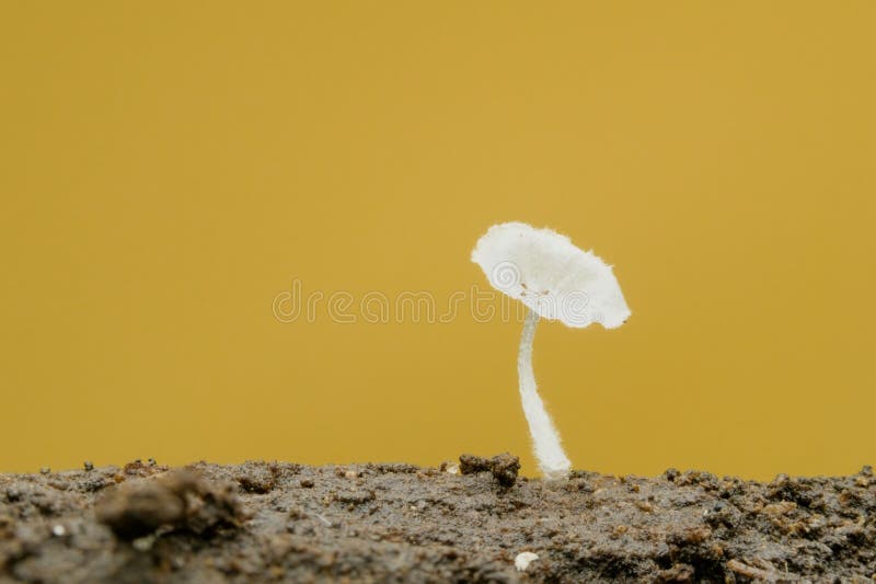 Beautiful Genus of Mycena Fungus on the Ground Stock Image - Image of ...