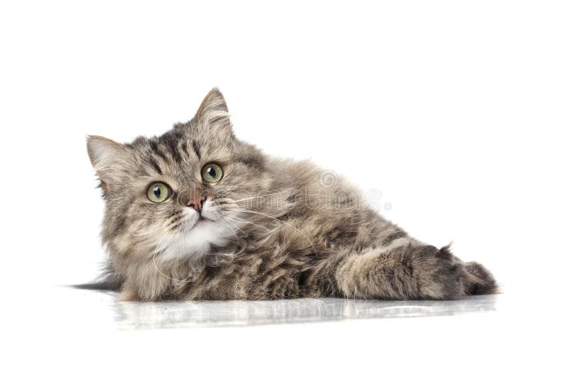Lying Cute British Cat Isolated Stock Image - Image of blue, perfect ...