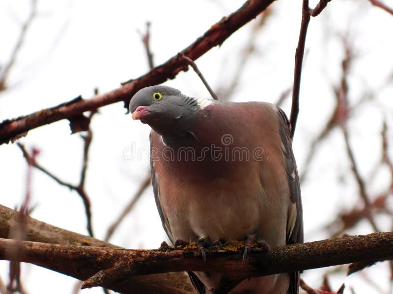 Beautiful and Funny Cushat. Stock Photo - Image of flower, tree: 216419536