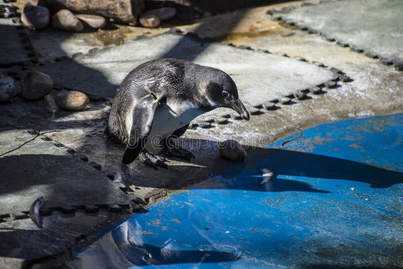 Beautiful and Funny Penguin Sun in a Peer Group Stock Image - Image of ...