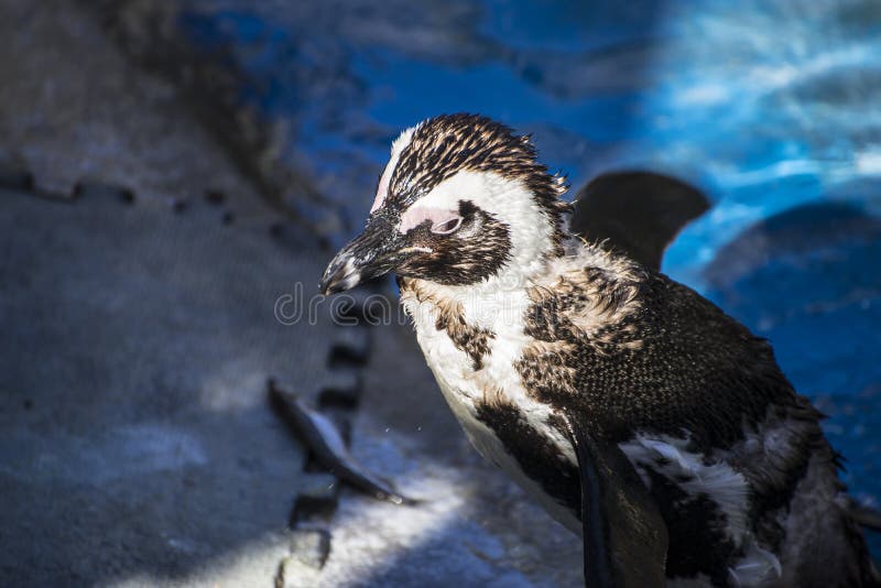 Beautiful and Funny Penguin Sun in a Peer Group Stock Image - Image of ...