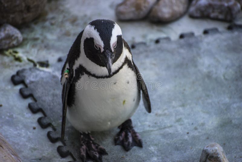 Beautiful and Funny Penguin Sun in a Peer Group Stock Image - Image of ...