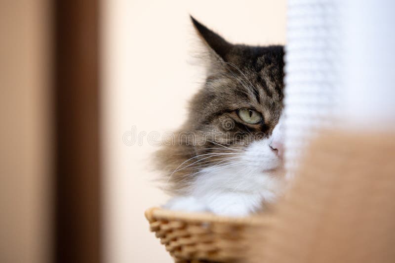 Beautiful Furry Tabby Cat Hiding Behind His Play Tower. Cat Playing ...