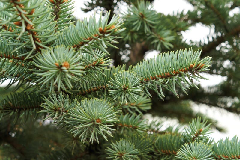 Beautiful Furry Tree Branches Background Stock Image - Image of ...