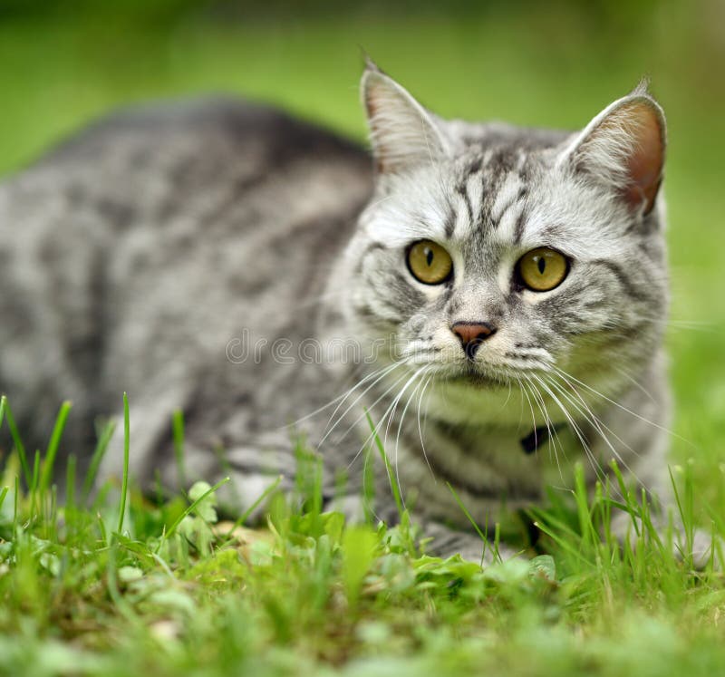 1,824 Fury Cat Clipart Stock Photos - Free & Royalty-Free Stock Photos ...