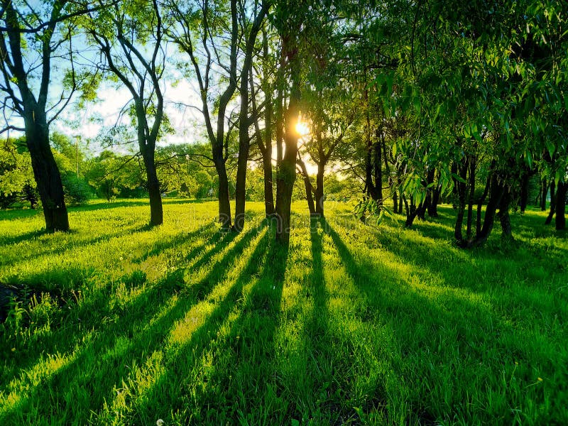 A Beautiful Game of Shadows from Trees at Sunset Stock Image - Image of ...