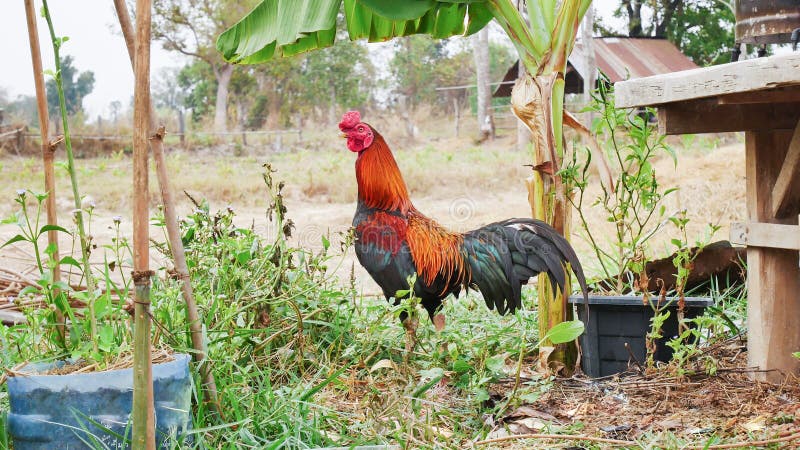 Beautiful Gamecock in Nature. Stock Photo - Image of nature, rooster ...
