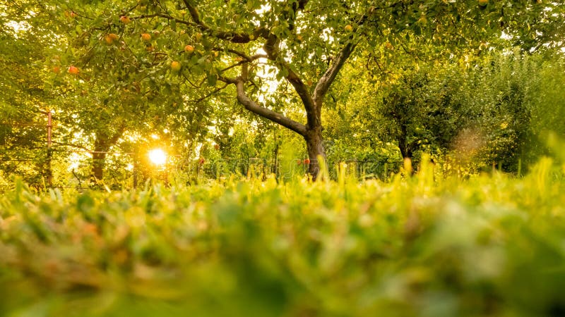 Beautiful Garden with Apple Trees during Summer Sunset. Low Angle of an ...