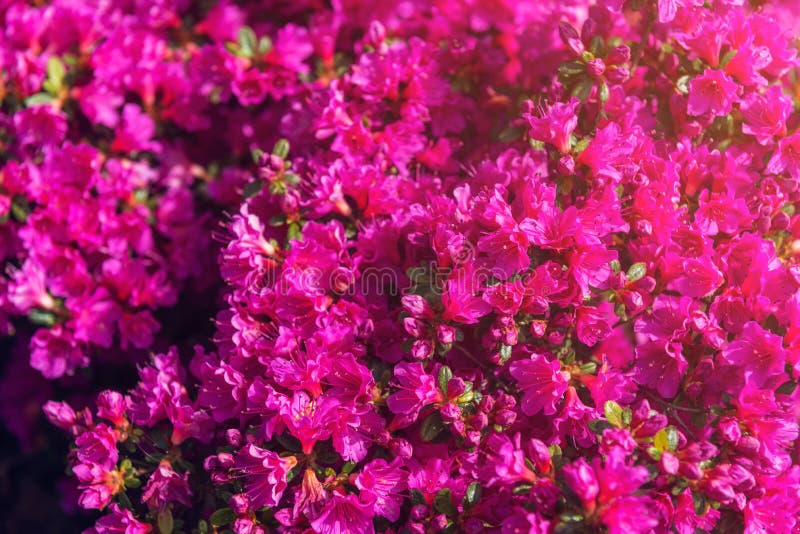 Beautiful Garden with Blooming Trees during Spring Time Stock Image ...
