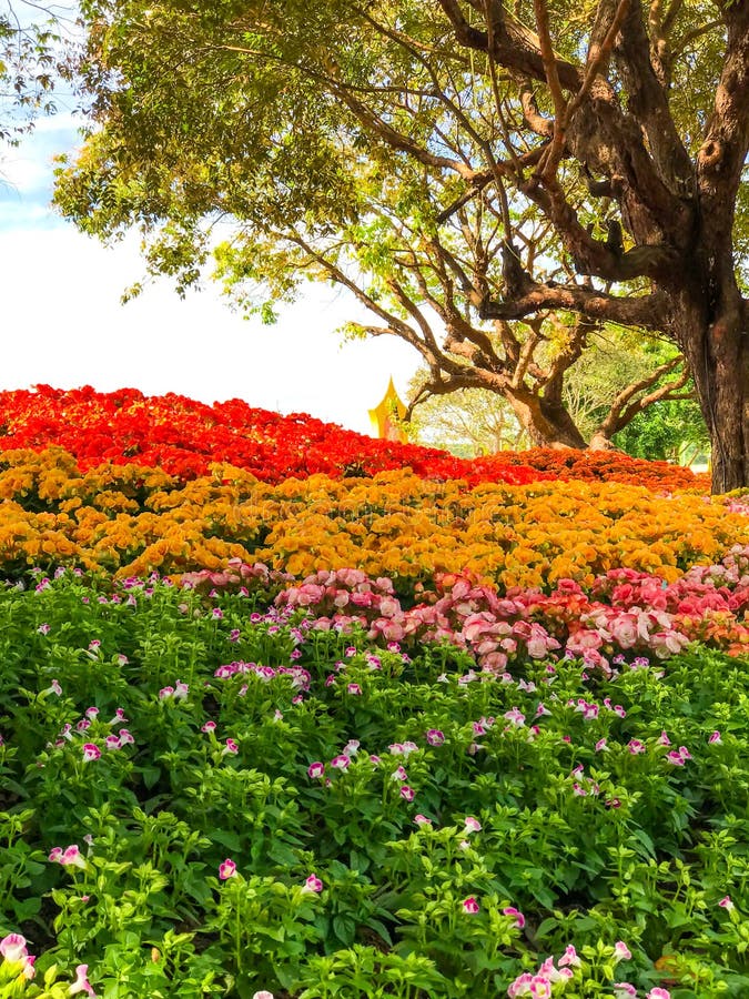 Garden of colorful flowers stock photo. Image of multicolored - 172973710