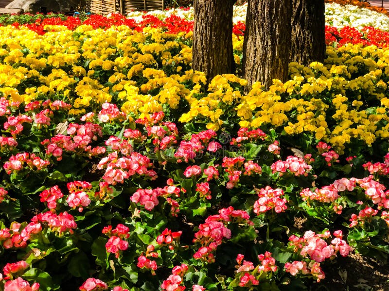 Garden of colorful flowers stock photo. Image of beauty - 172973866