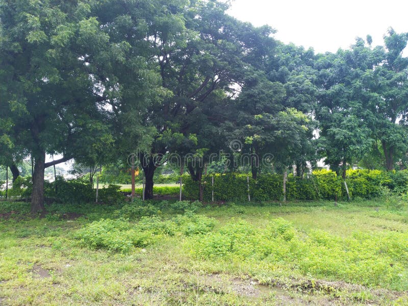 Beautiful Garden and Dense Trees Stock Image - Image of landscape ...