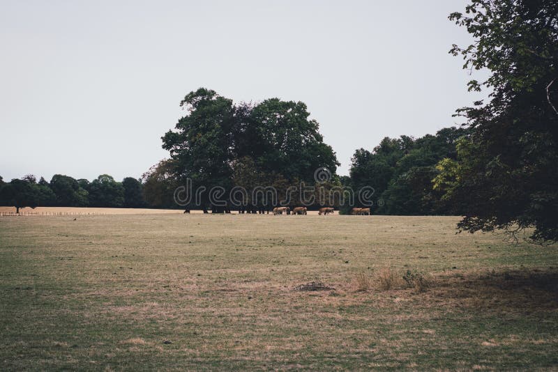 Beautiful Garden in Doncaster Stock Image - Image of animals, castle ...