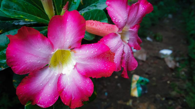 Beautiful garden flower pl stock photo. Image of blossom - 239796862