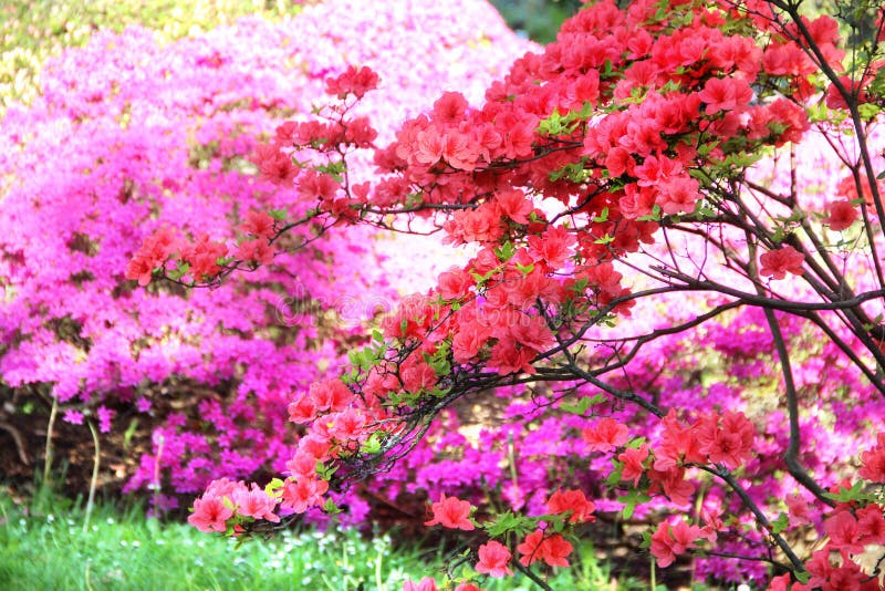 Beautiful Garden Full of Trees in Bloom Stock Image - Image of color ...