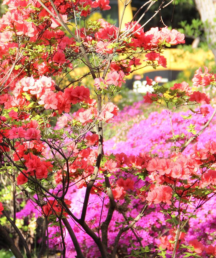 Beautiful Garden Full of Trees in Bloom Stock Photo - Image of ...