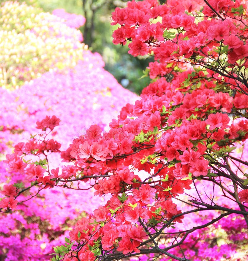 Beautiful Garden Full of Trees in Bloom Stock Image - Image of bush ...