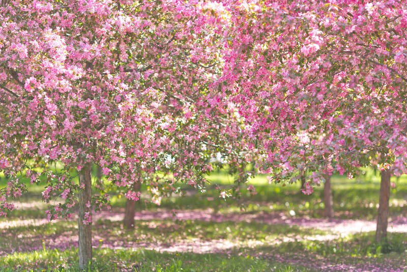 Garden of Cherry Blossom Trees, with a Path among the Trees, in the ...