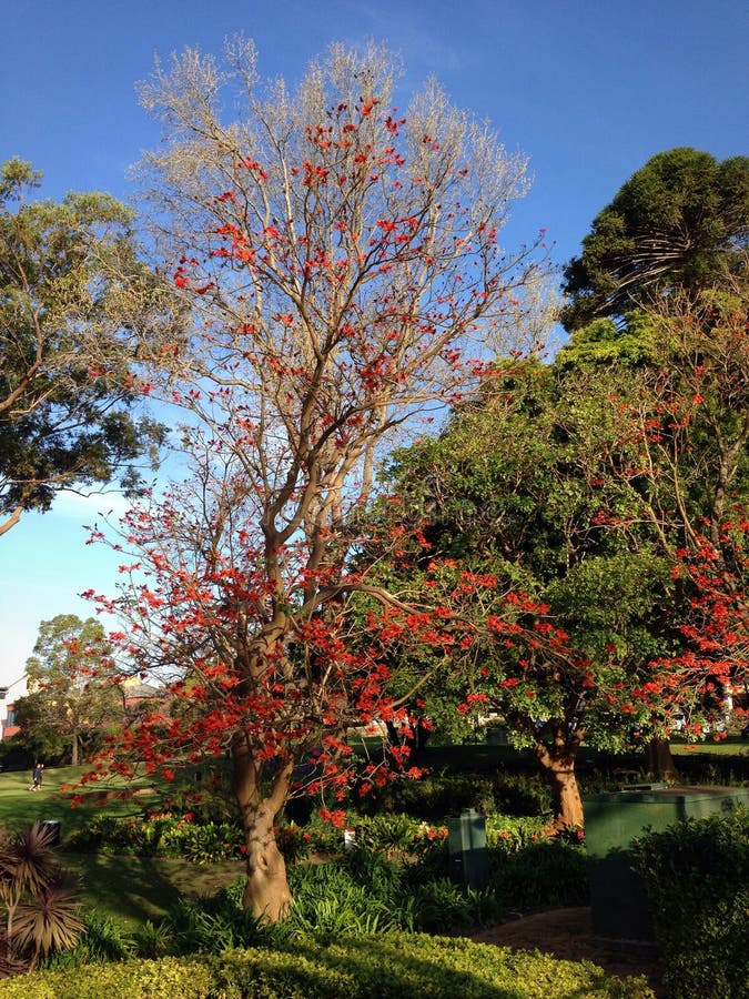 Beautiful Garden with Red Flower Tree Stock Image - Image of beauty ...