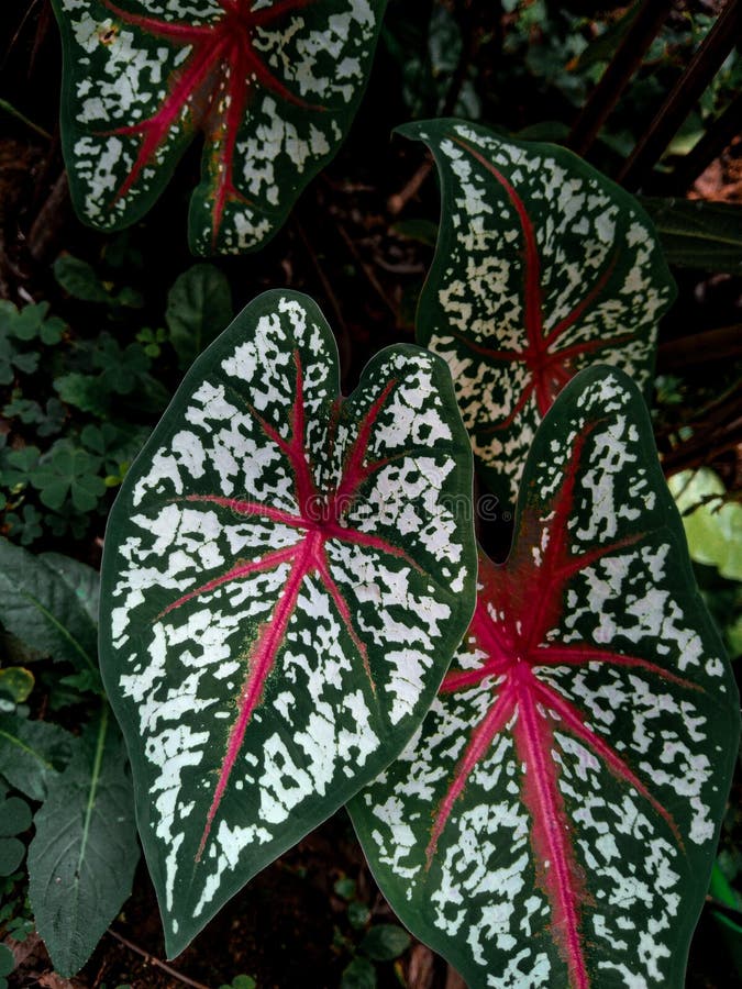 Beautiful Garden with Red Taro Plants that Have Patterns on Their ...