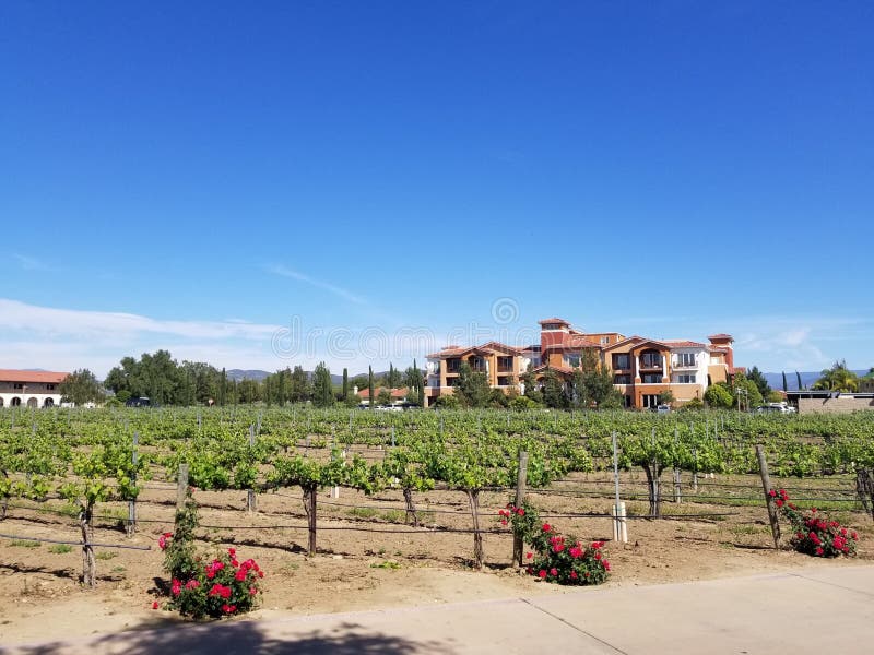 Beautiful Garden with Small Trees in Rows on a Sunny Day Editorial ...